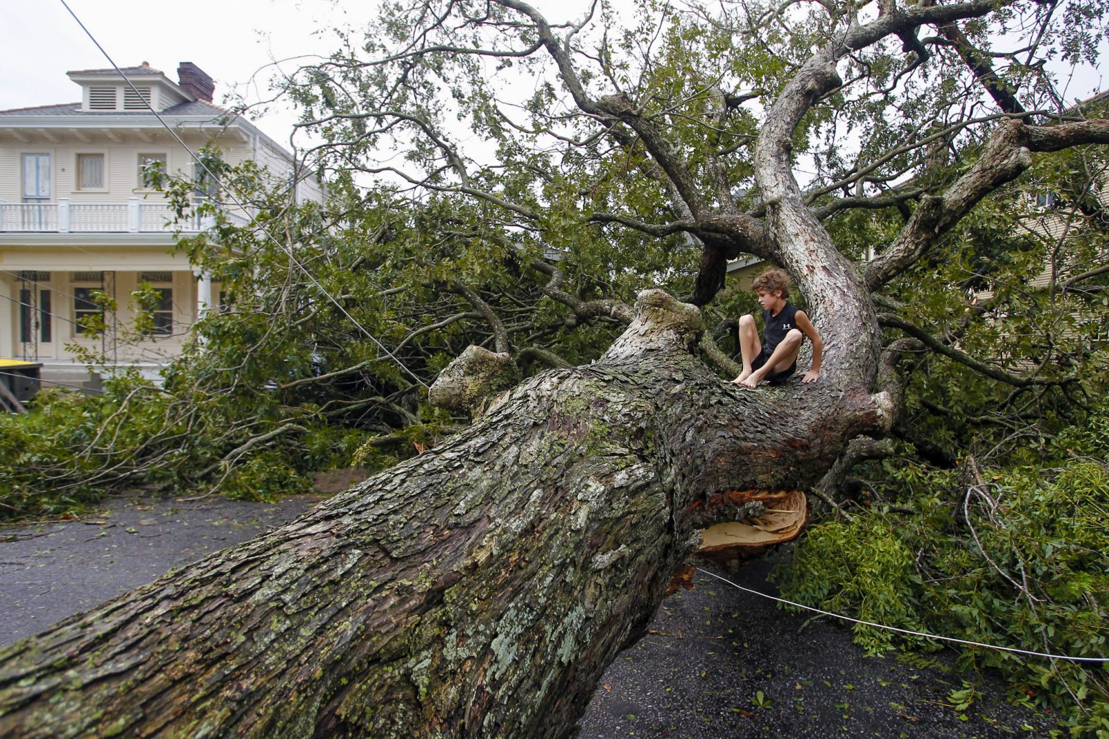 Remove unhealthy trees and branches now to protect your home from ...