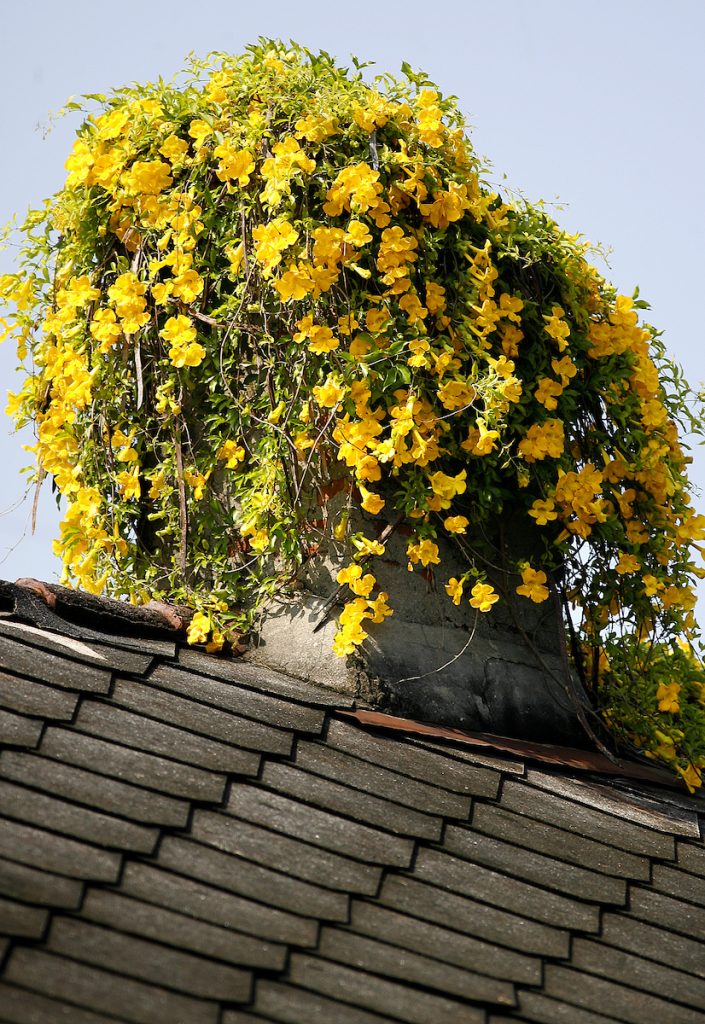 Fast-growing weedy vines can quickly become problems. Here's how to ...
