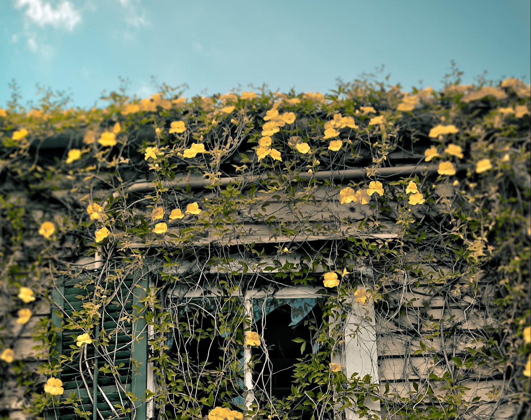 Fast-growing weedy vines can quickly become problems. Here's how to ...